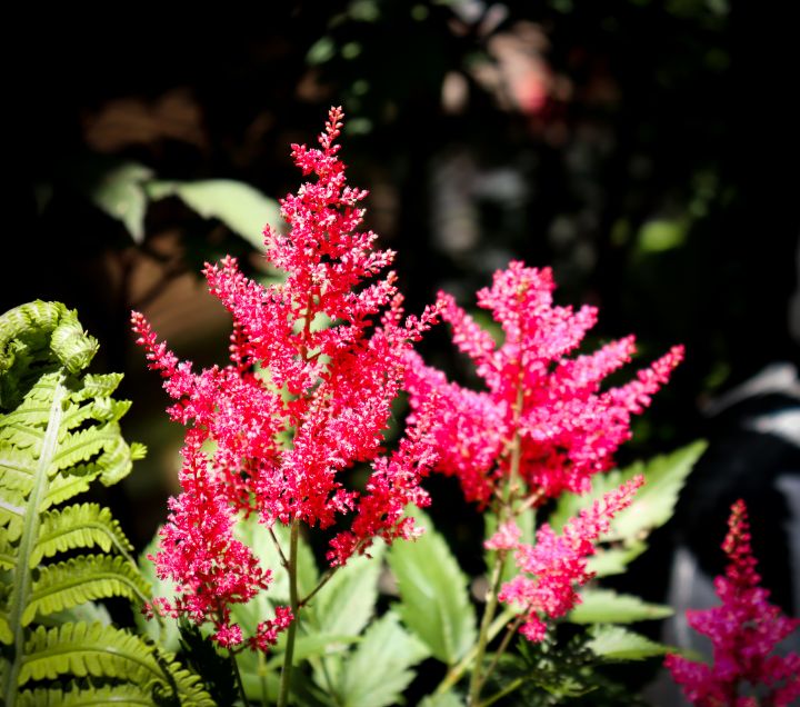 Astilbe - Alex Leach Art and Photography - Photography, Flowers, Plants ...