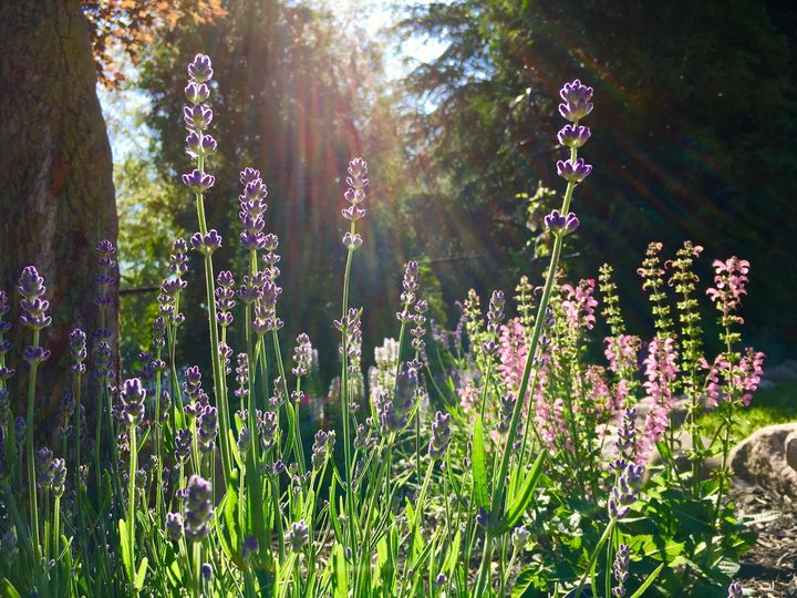 Lavender - Alex Leach Art and Photography - Photography, Flowers ...