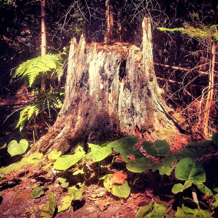 Rotting Stump - Alex Leach Art and Photography - Photography ...