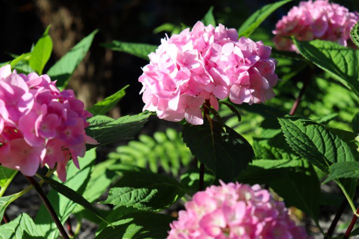 Hydrangea Flowers - Alex Leach Art and Photography - Photography ...