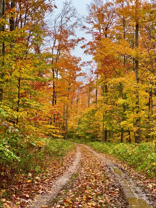 Seasonal Road in Fall - Alex Leach Art and Photography - Photography ...