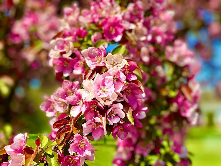 Flowering Spring Tree - Alex Leach Art and Photography - Photography ...