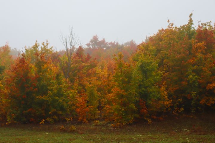 Foggy Forest Morning - Alex Leach Photography - Photography, Landscapes ...