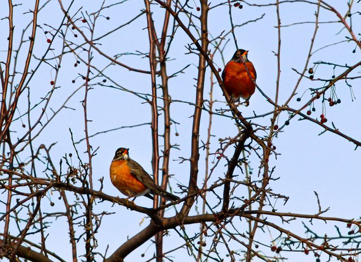 Robins Close Up - Alex Leach Art and Photography - Photography, Animals ...