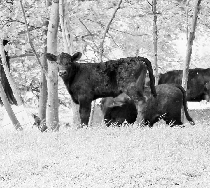 Angus Calf - Lynn E. Miller Photography Prints - Photography, Animals ...