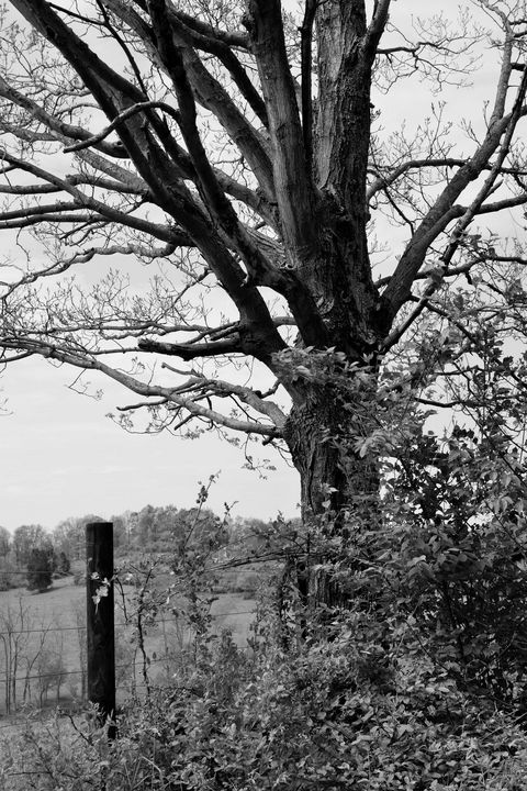 Lone Maple - Lynn E. Miller Photography Prints - Photography, Flowers ...