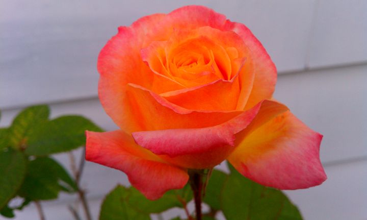 Rose - AJ Worley - Photography, Flowers, Plants, & Trees, Flowers ...