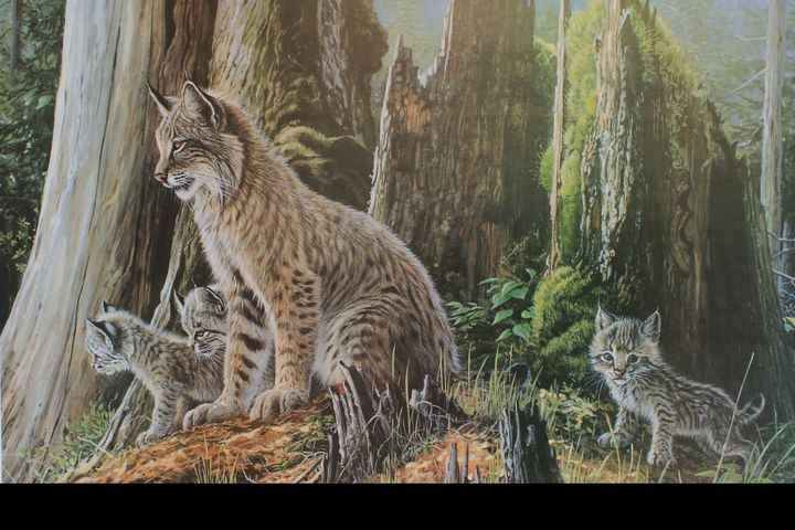 Straggler - Swan Lake Art Auction - Paintings & Prints, Animals, Birds ...