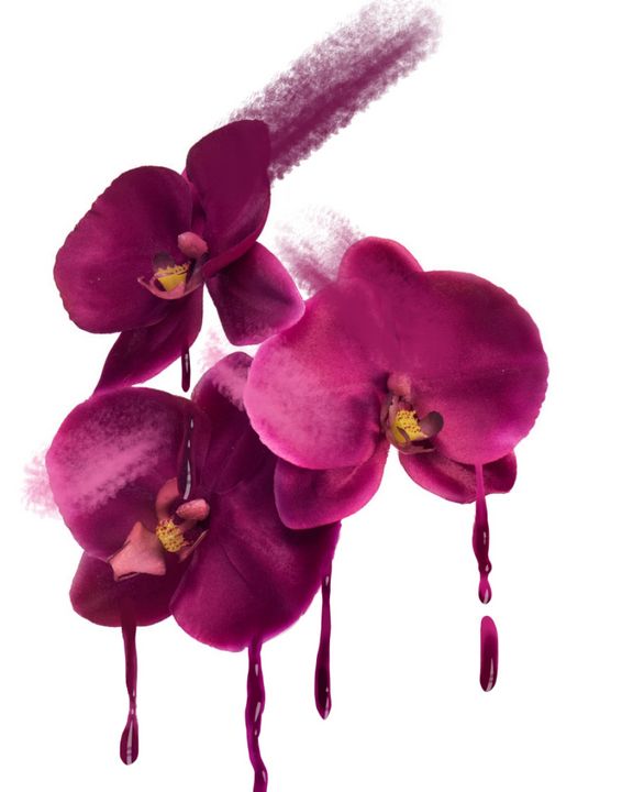 Orchid Drip - TAM - Digital Art & AI, Flowers, Plants, & Trees, Flowers ...