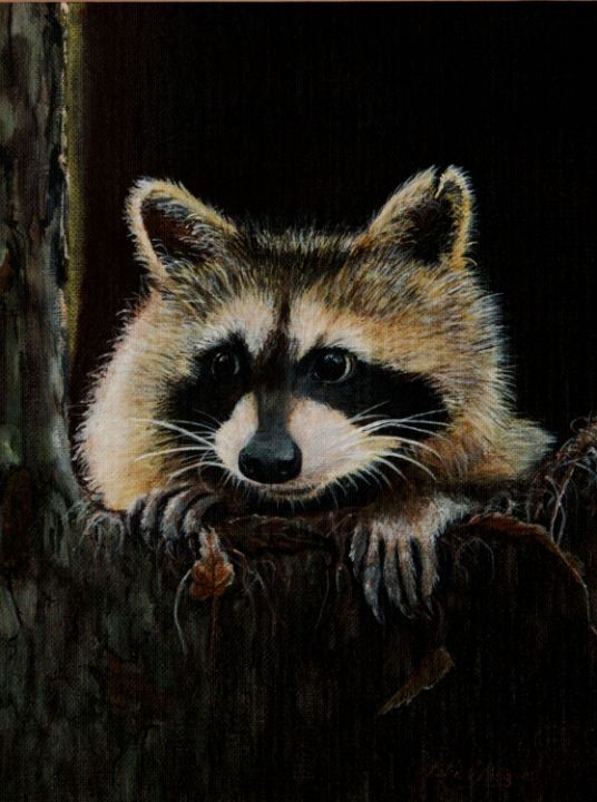 Peaking Raccoon - P.E.N. Originals - Paintings & Prints, Animals, Birds ...
