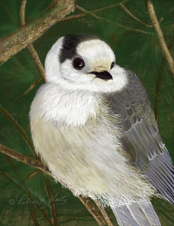 Little Grey Jay - P.E.N. Originals - Paintings & Prints, Animals, Birds ...