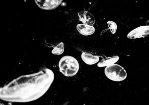 Julia Forte Art - Photography