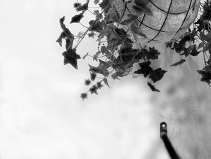 Julia Forte Art - Photography