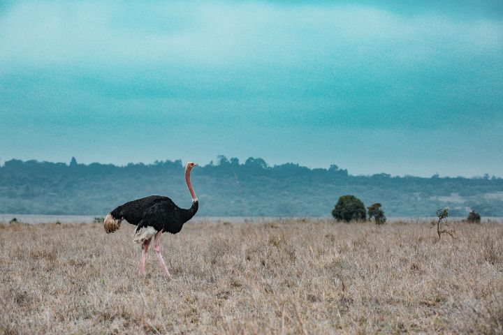 Male Ostrich Walking In The Wildern - antonytrivet - Photography ...