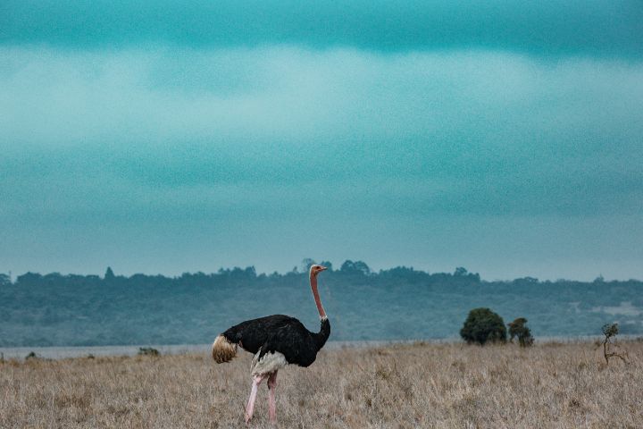 Male Ostrich Walking In The Wilderne - antonytrivet - Photography ...