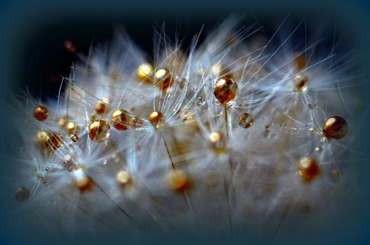 golde flower - Bouzana Léandre - Photography, Flowers, Plants, & Trees ...