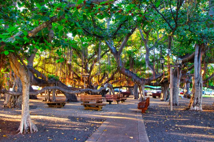 Meeting Place Under the Banyan Tree - Photography by Manuel Balesteri ...