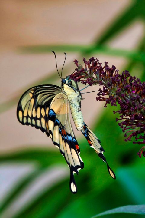 Giant Swallow Tail - Photography by Manuel Balesteri - Photography ...