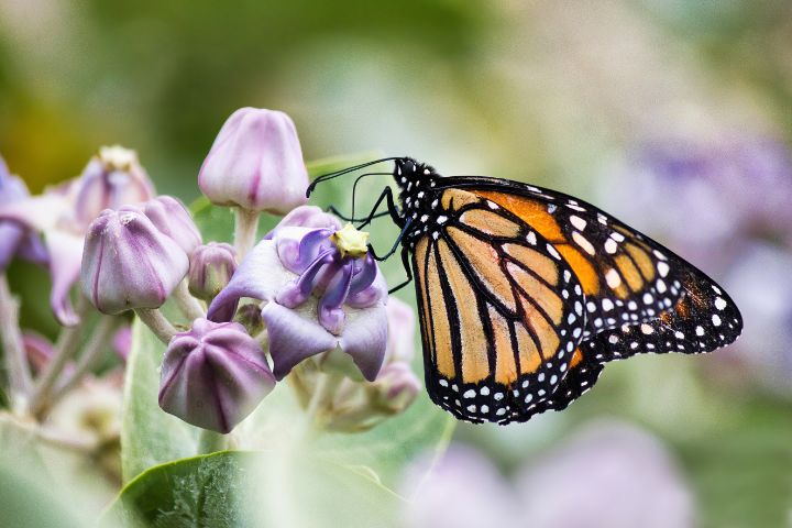 Monarch and Crown Flower - Photography by Manuel Balesteri ...
