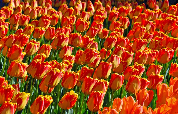 Orange and yellow spring tulip beaut - Perl Photography - Photography ...