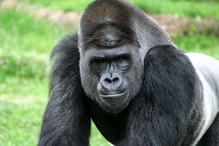 Intimidating Stare from Silver Back - Photography by Stretch ...