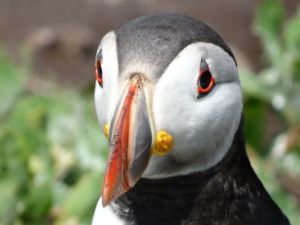 JoanRosiePhotos - Photography