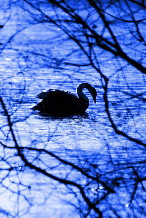 Swan Lake Blues - Brian Raggatt - Photography, Animals, Birds, & Fish ...