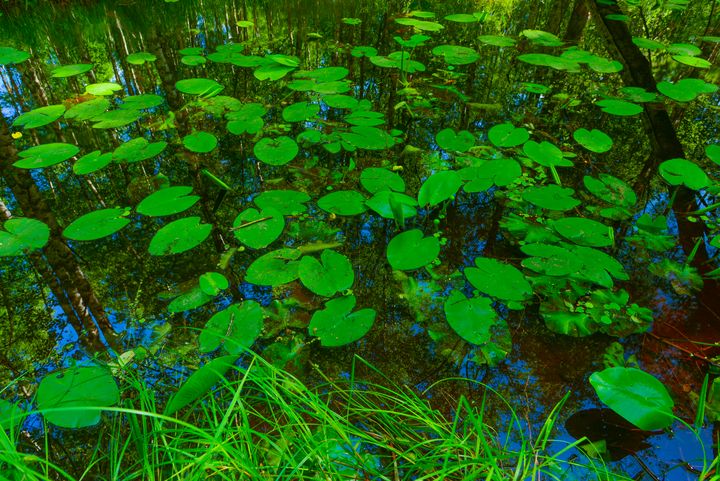 forest river water in green plants - yarvin13 - Photography, Landscapes ...