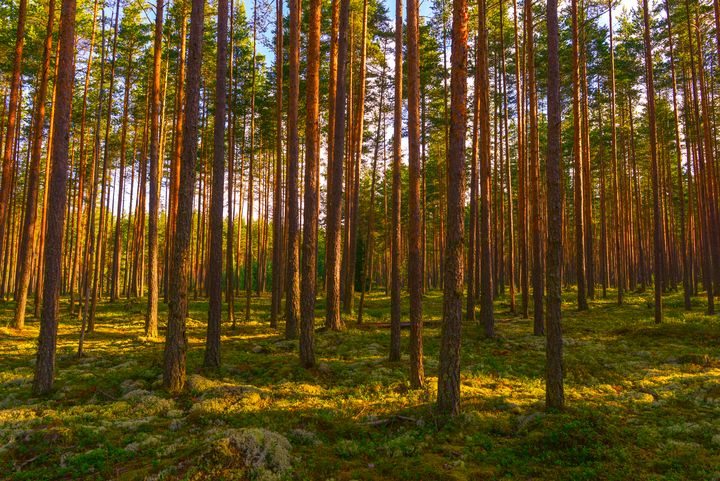 Pine forest in the sunlight morning - yarvin13 - Photography ...
