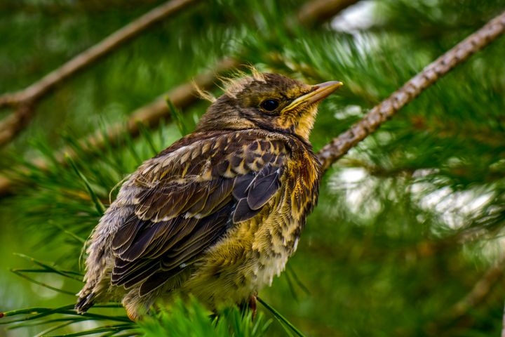 Young thrush bird on the pine - yarvin13 - Photography, Animals, Birds ...