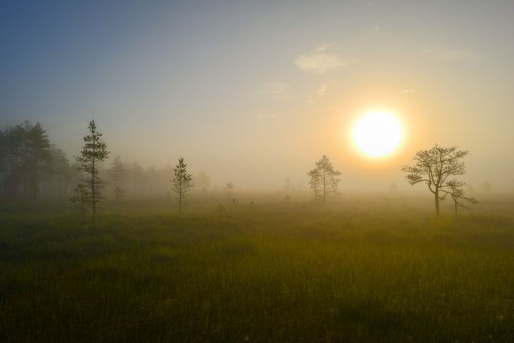 Brightly sunshine glow in the swamp - yarvin13 - Photography ...