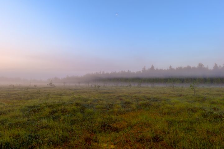 Foggy swamp in the dawn silence - yarvin13 - Photography, Landscapes ...