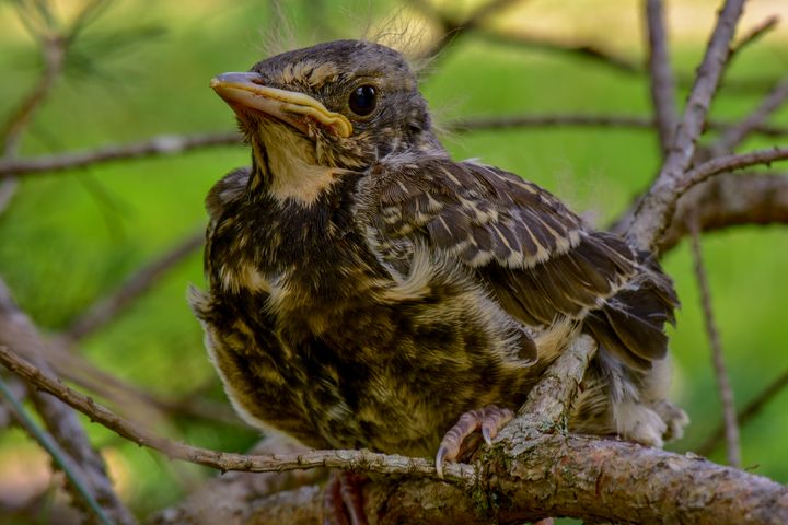 Young bird thrush hid in pine branch - yarvin13 - Photography, Animals ...