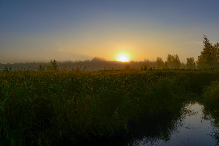 Bright sun over the grass of a swamp - yarvin13 - Photography ...
