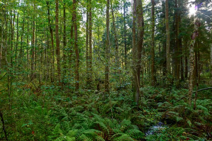 Morning sunlight in a wild forest - yarvin13 - Photography, Landscapes ...