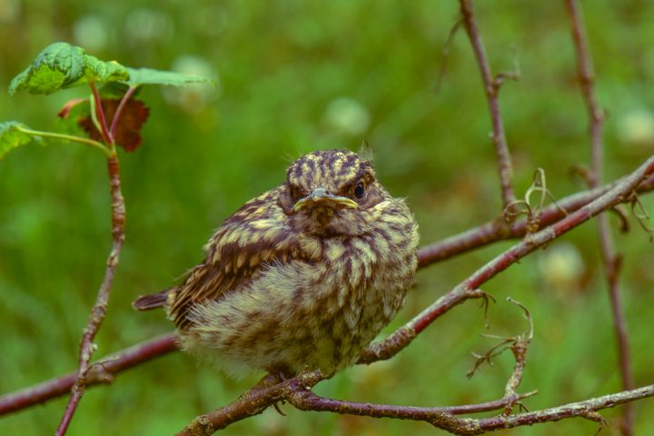 Thrush chick sits on a branch - yarvin13 - Photography, Animals, Birds ...