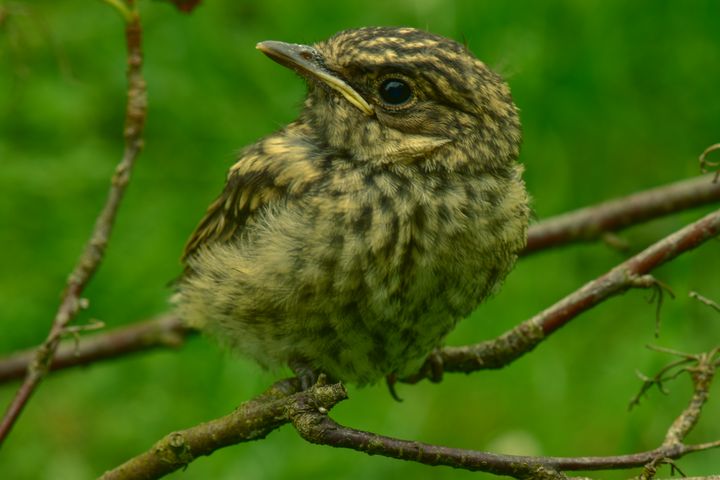 Vigilant Eye of Young Thrush - yarvin13 - Photography, Animals, Birds ...