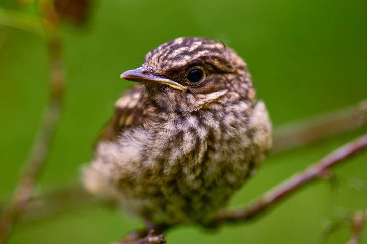 Appearance close thrush young bird - yarvin13 - Photography, Animals ...