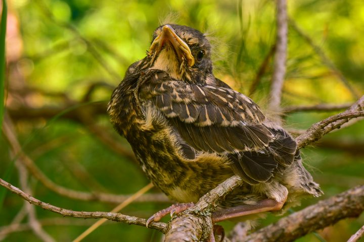 Young bird thrush in beauty plumage - yarvin13 - Photography, Animals ...