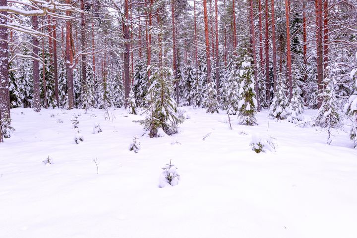Snowy spruce trees in a pine forest - yarvin13 - Photography ...