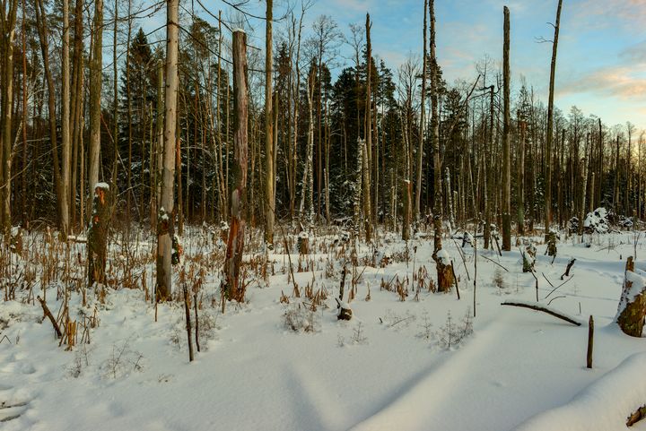 Winter snowy forest swamp - yarvin13 - Photography, Landscapes & Nature ...