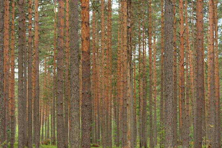 Slender tree trunks of a pine forest - yarvin13 - Photography ...