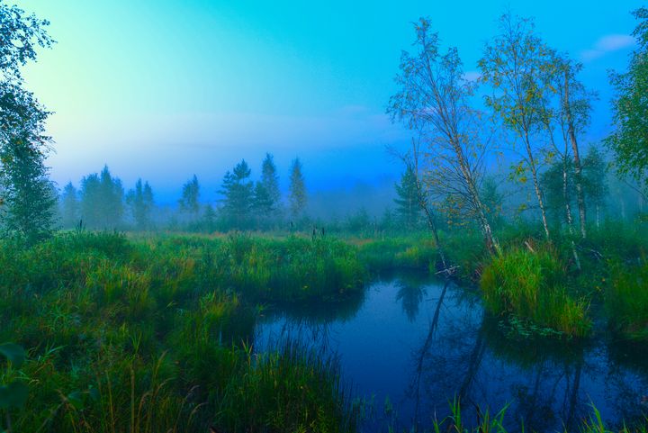 Misty dawn in a wild forest area - yarvin13 - Photography, Landscapes ...