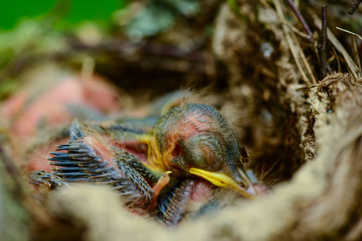 Baby bird sleeping in the nest - yarvin13 - Photography, Animals, Birds ...