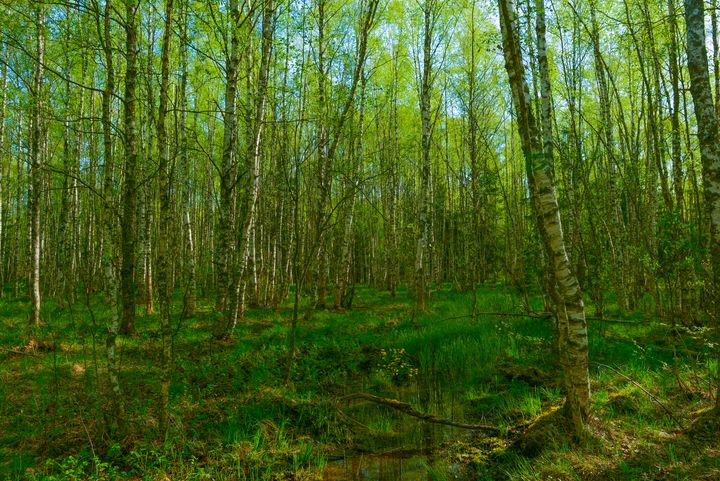 Birch forest on a spring dawn - yarvin13 - Photography, Landscapes ...