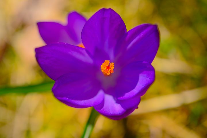 Blooming purple crocus flower - yarvin13 - Photography, Flowers, Plants ...