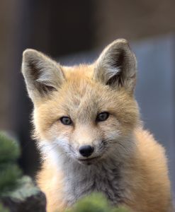 Red Fox's Instagram, Twitter & Facebook on IDCrawl