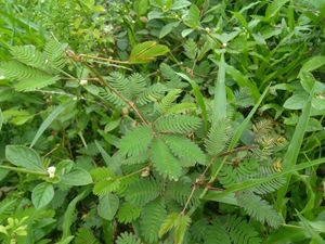 Ranjith - Photography, Drawings & Illustration