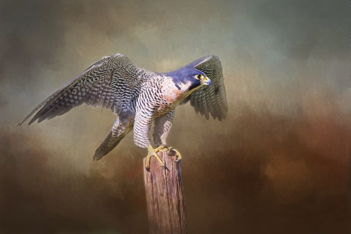Peregrine Falcon Taking Flight - Sharon McConnell - Digital Art & AI ...