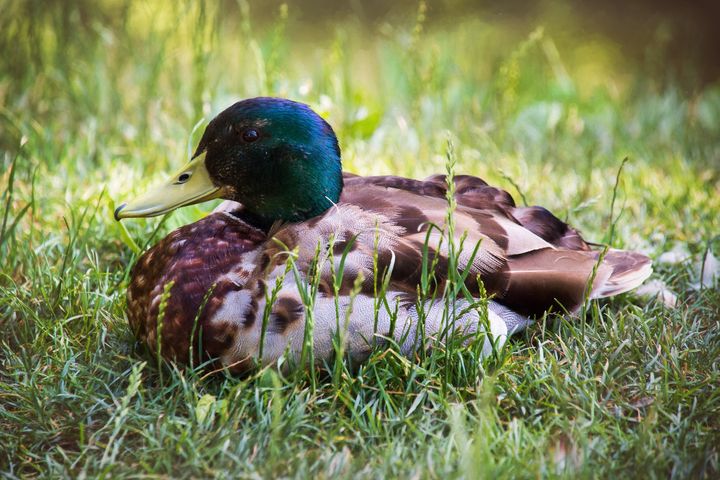 Duck Portrait - Sharon McConnell - Photography, Animals, Birds, & Fish ...